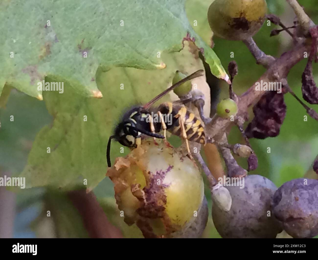 Common European Yellowjacket (Vespula vulgaris) Insecta Stock Photo - Alamy