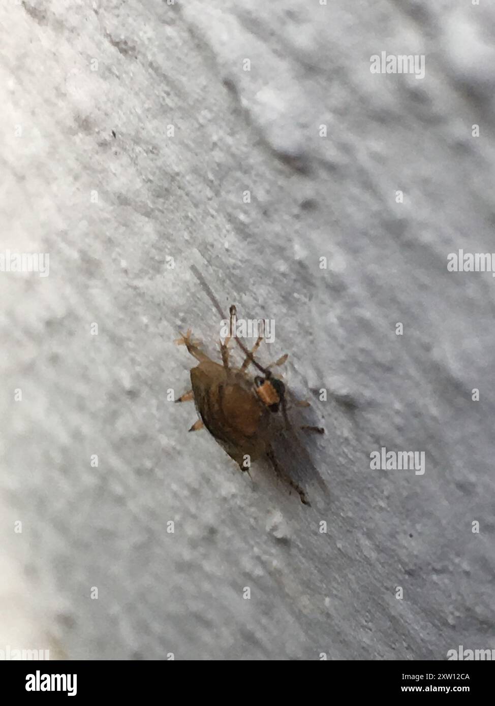 Tawny Cockroach (Ectobius pallidus) Insecta Stock Photo - Alamy