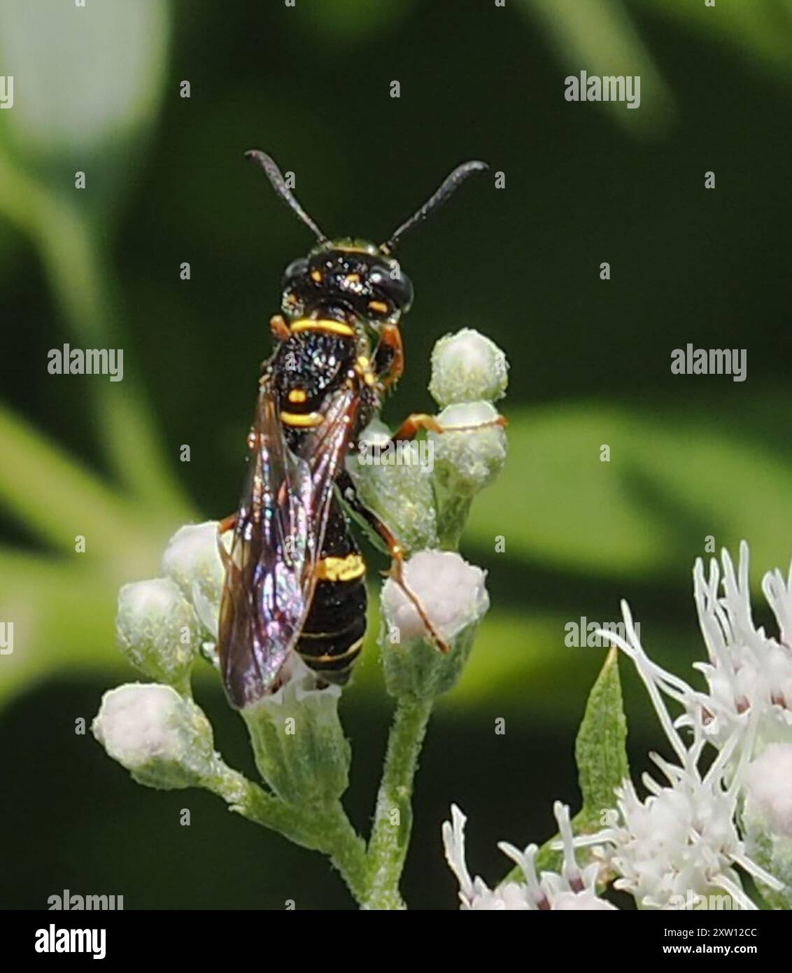 Hump-backed Beewolf (Philanthus gibbosus) Insecta Stock Photo - Alamy