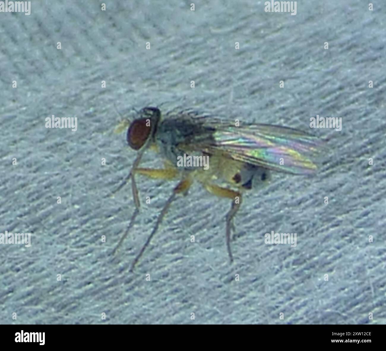 Flies (Diptera) Insecta Stock Photo - Alamy