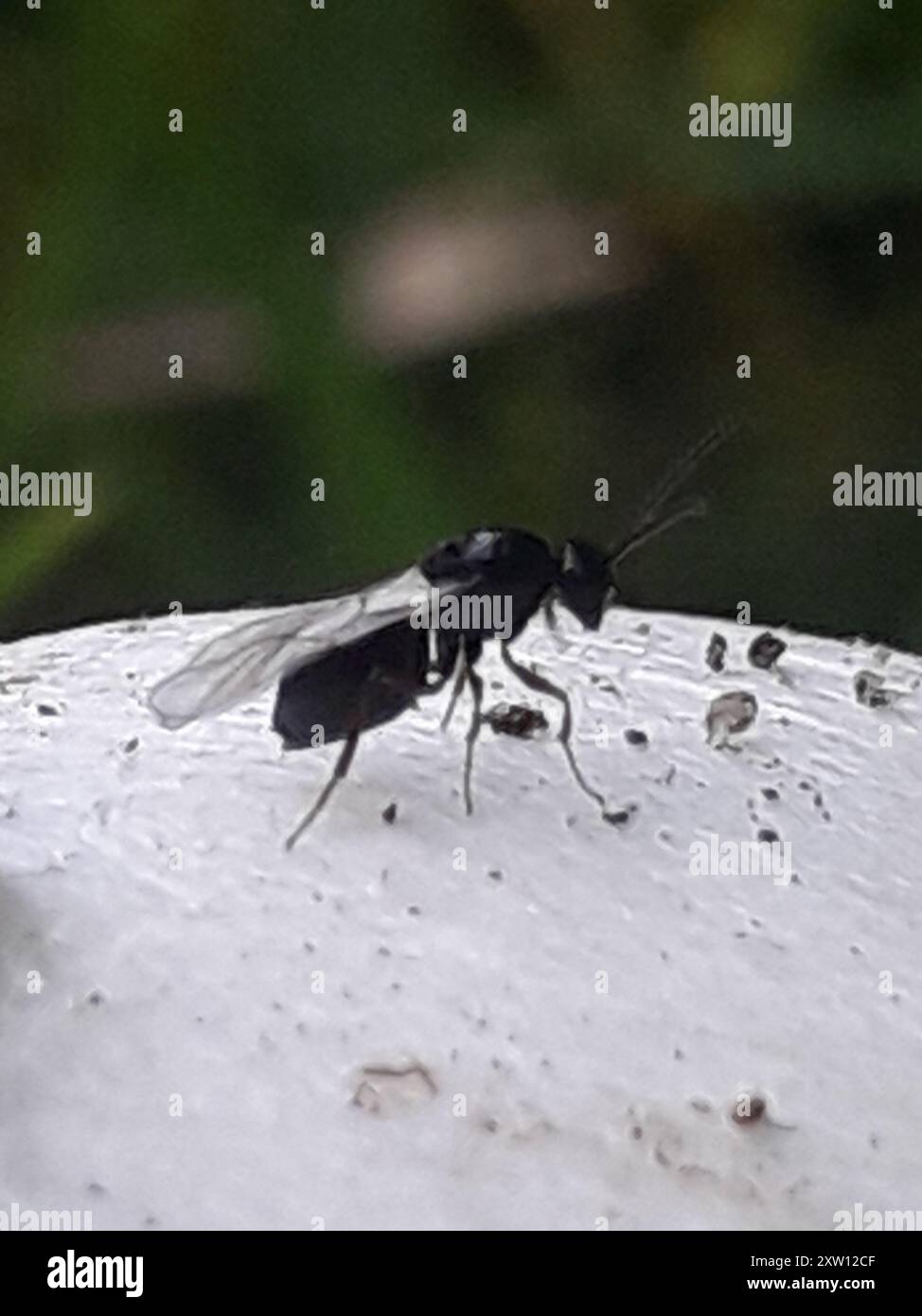 Gall Wasps and Allies (Cynipoidea) Insecta Stock Photo - Alamy