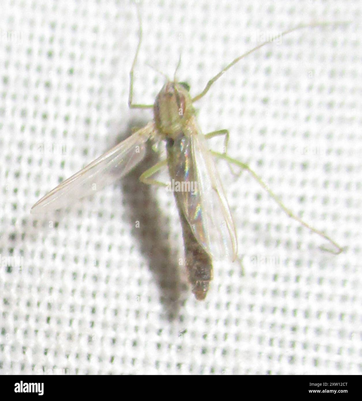 Non-biting Midges (Chironomidae) Insecta Stock Photo - Alamy