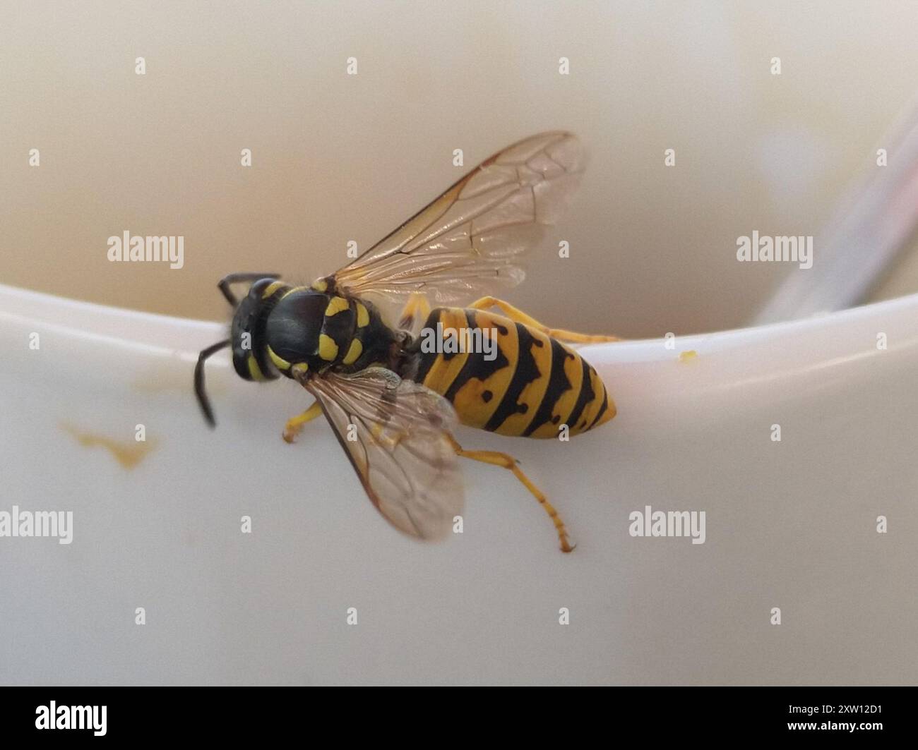 German Yellowjacket (Vespula germanica) Insecta Stock Photo - Alamy