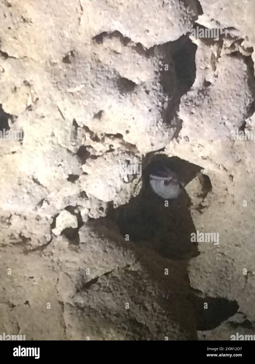 Tricolored Bat (Perimyotis subflavus) Mammalia Stock Photo - Alamy