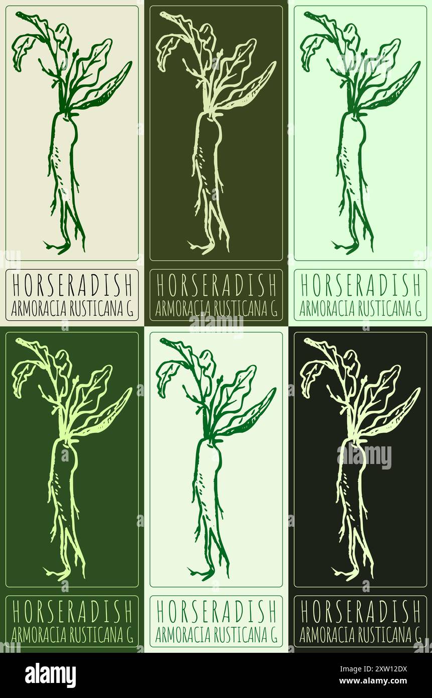 Set of vector drawing HORSERADISH in various colors. Hand drawn ...
