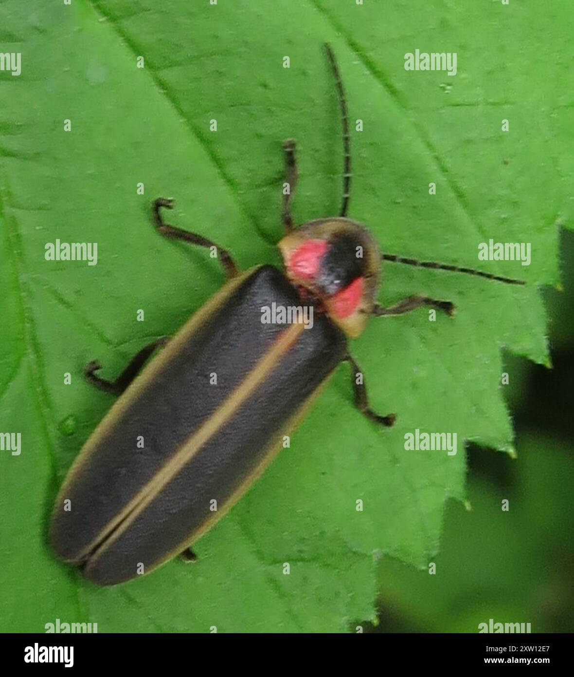 Common Eastern Firefly (Photinus pyralis) Insecta Stock Photo - Alamy