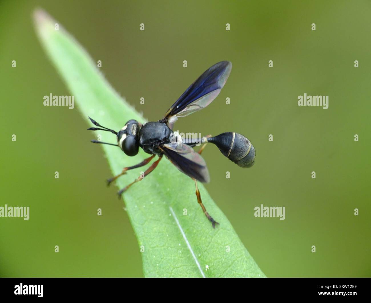 (Physocephala tibialis) Insecta Stock Photo - Alamy
