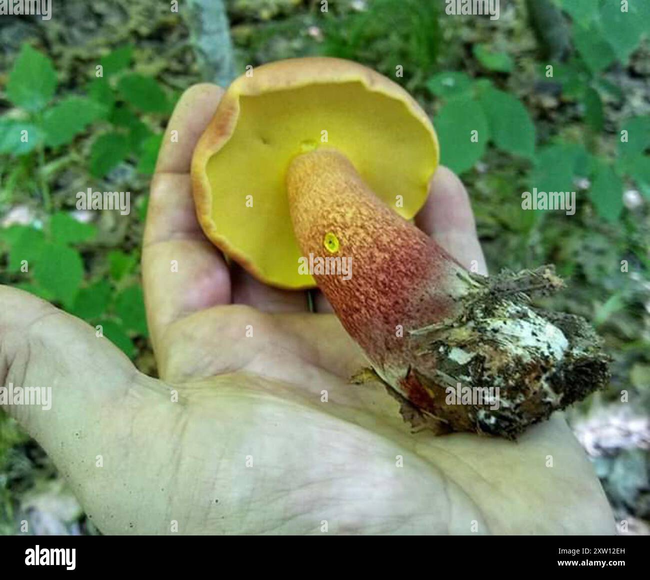 two-colored bolete (Baorangia bicolor) Fungi Stock Photo - Alamy