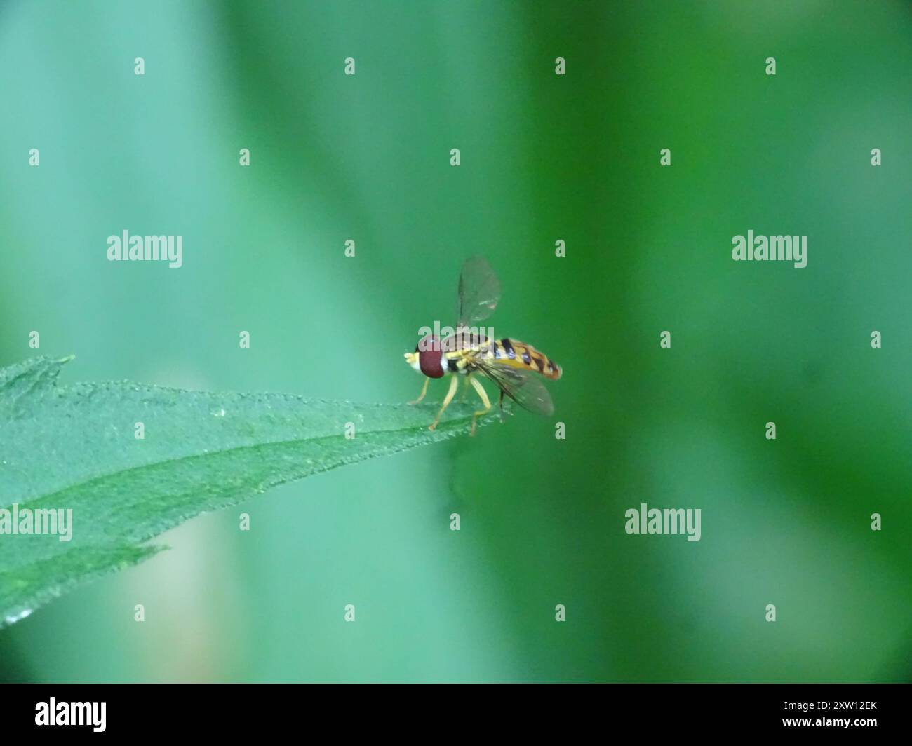 Eastern Calligrapher (Toxomerus geminatus) Insecta Stock Photo - Alamy