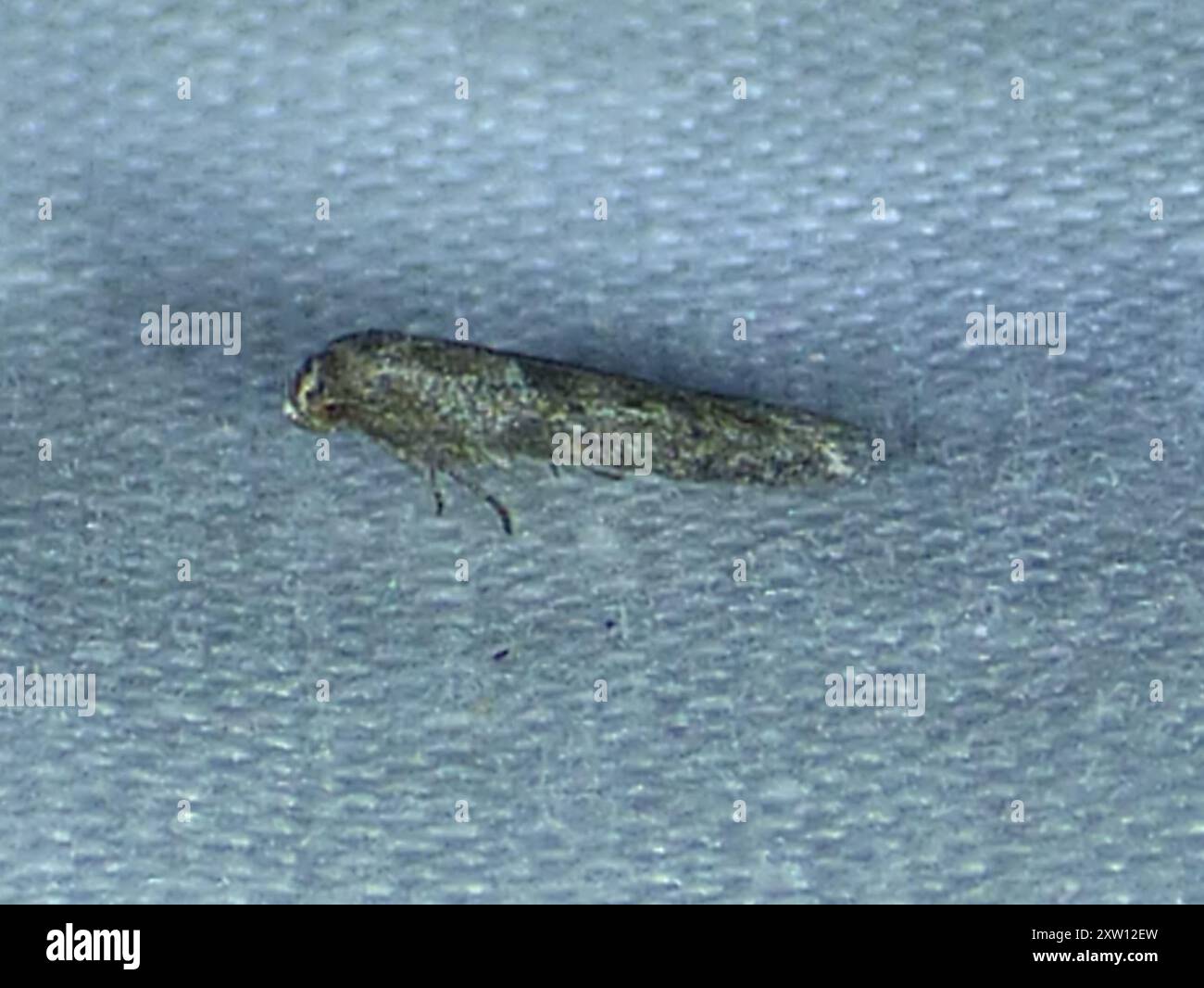 Acorn Moth (Blastobasis glandulella) Insecta Stock Photo - Alamy