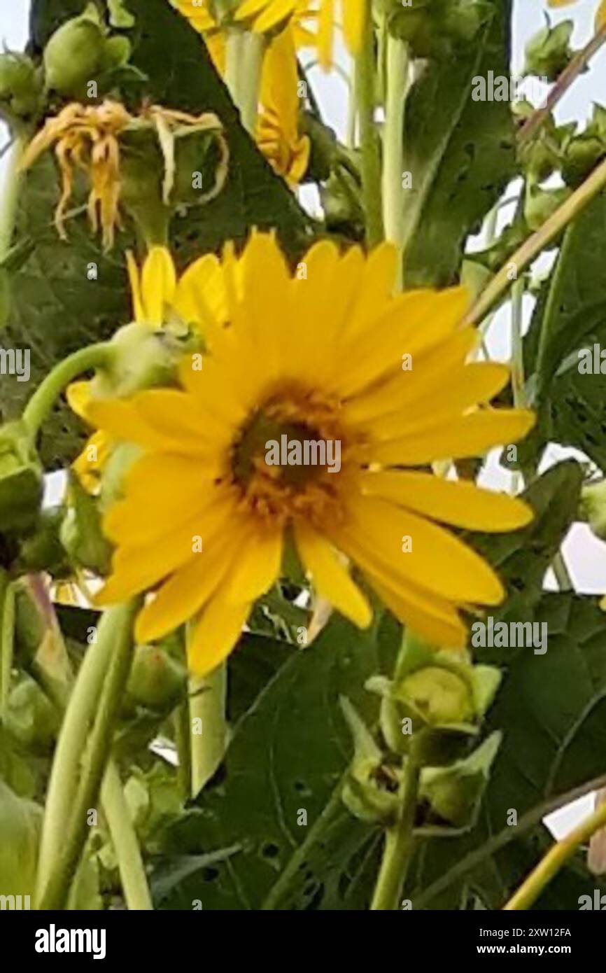 cup plant (Silphium perfoliatum) Plantae Stock Photo - Alamy