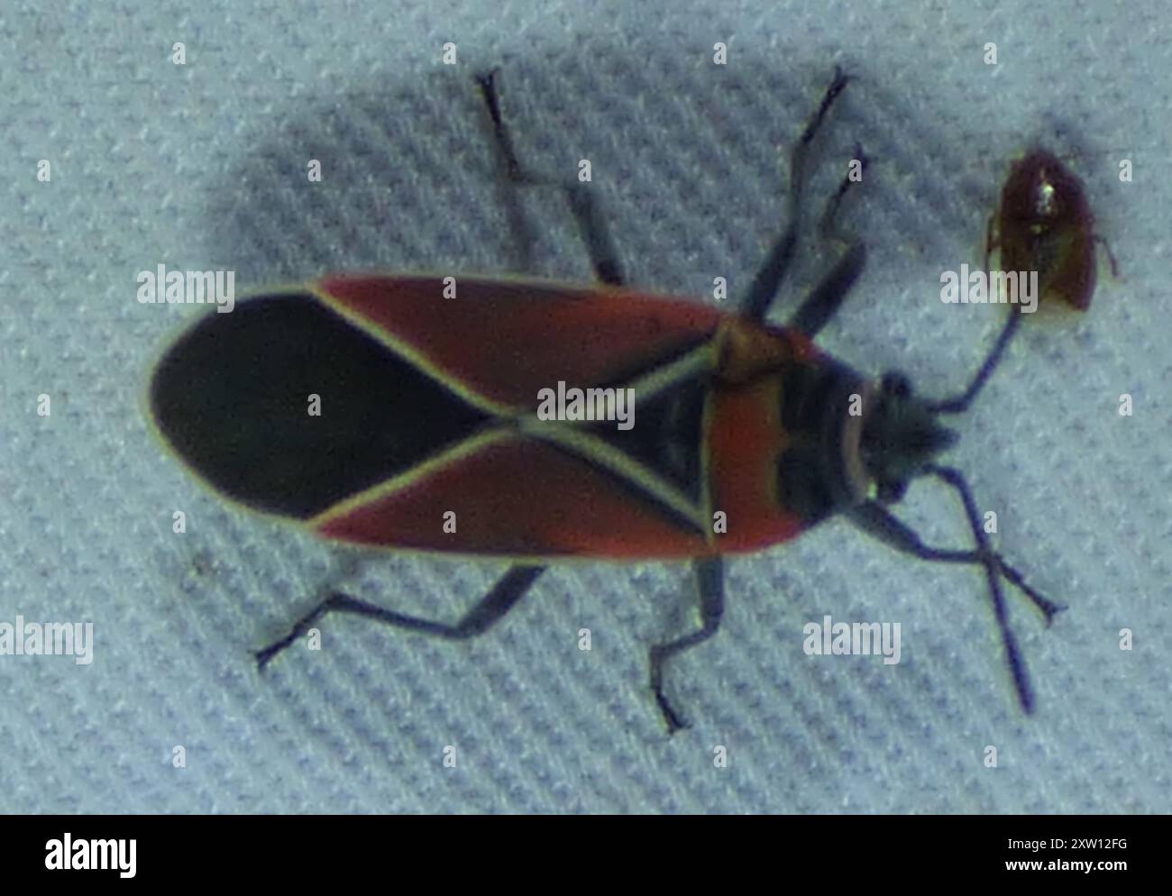 White-crossed Seed Bug (Neacoryphus bicrucis) Insecta Stock Photo - Alamy