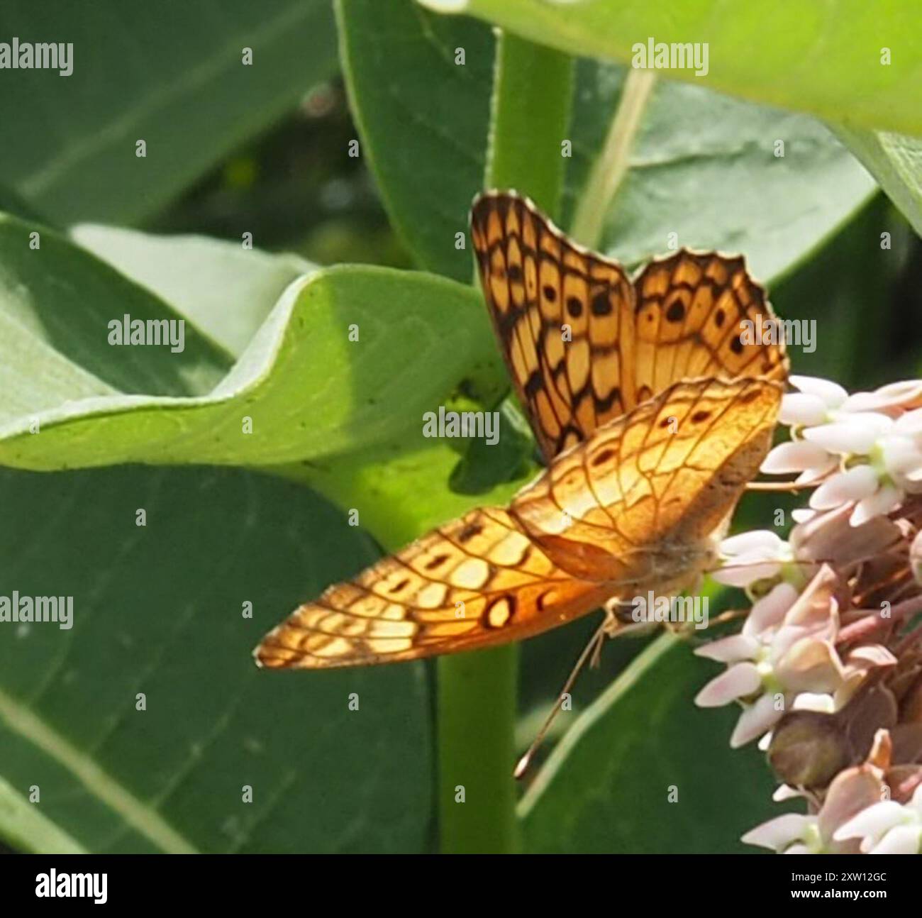 Variegated Fritillary (Euptoieta claudia) Insecta Stock Photo - Alamy