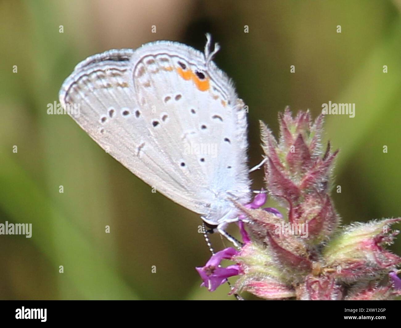 Eastern Tailed-Blue (Cupido comyntas) Insecta Stock Photo - Alamy