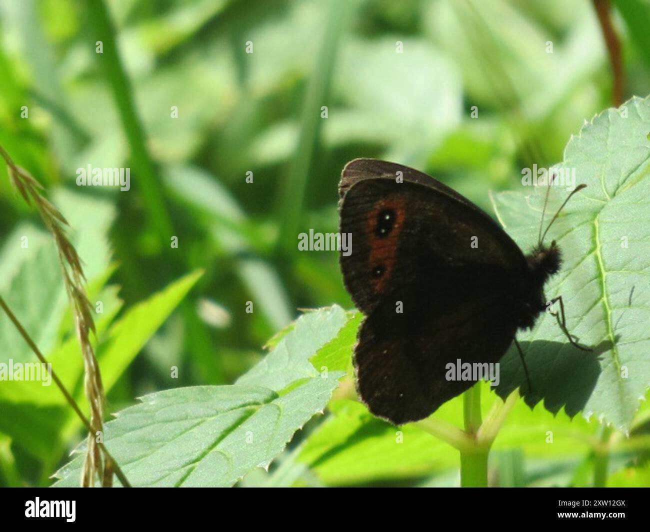 Scotch Argus (Erebia aethiops) Insecta Stock Photo - Alamy