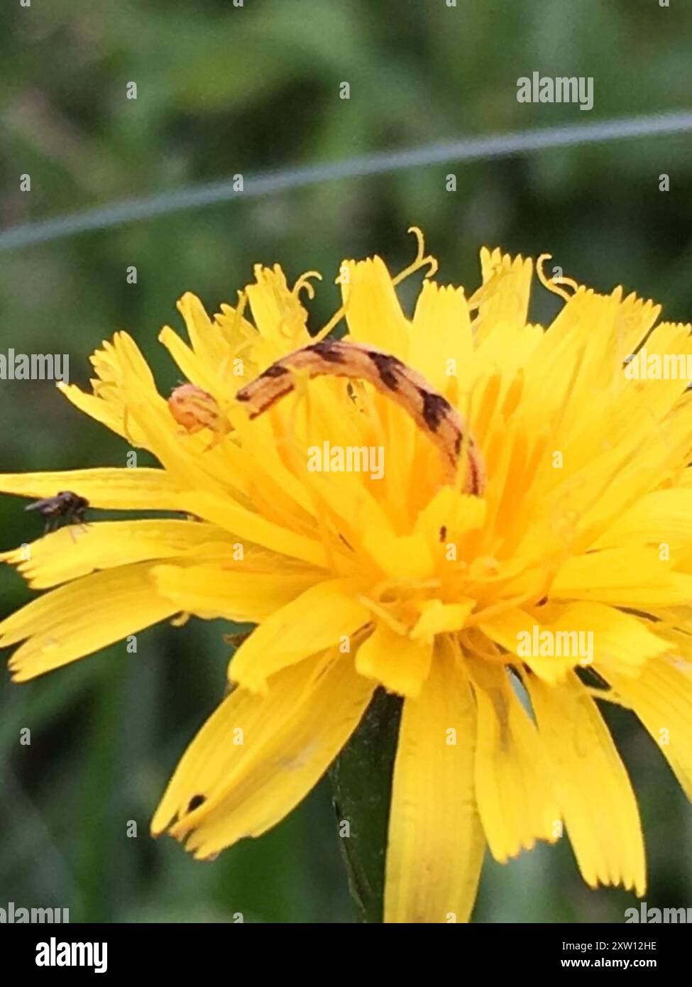 Pug Moths (Eupithecia) Insecta Stock Photo - Alamy