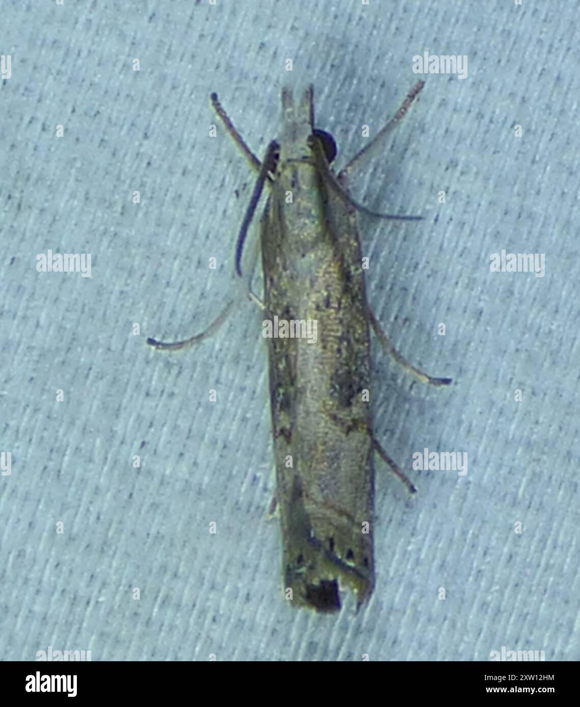 Bluegrass Webworm Moth (Parapediasia teterrellus) Insecta Stock Photo ...