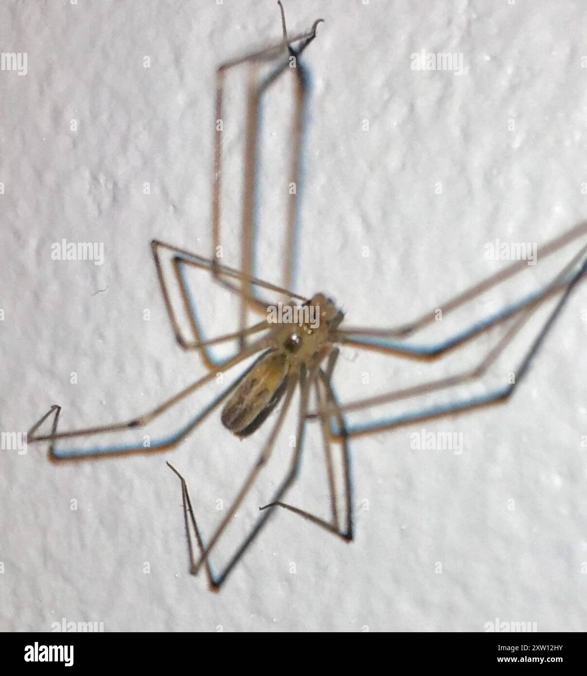 Long-bodied Cellar Spider (Pholcus phalangioides) Arachnida Stock Photo ...
