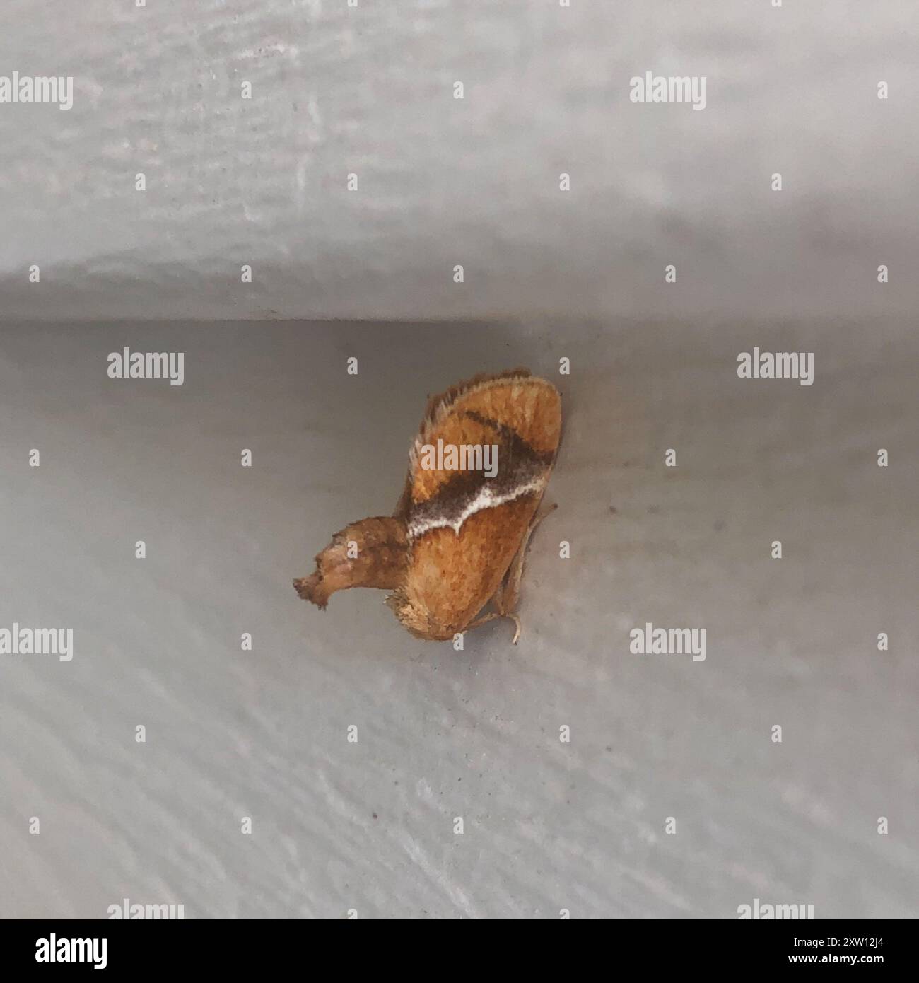 Yellow-shouldered Slug Moth (Lithacodes fasciola) Insecta Stock Photo ...