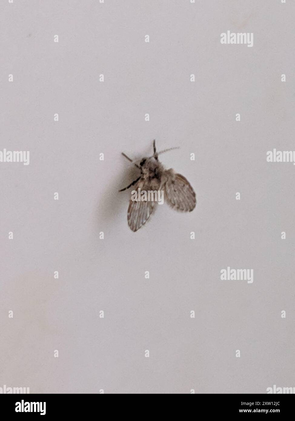 Bathroom Moth Fly (Clogmia albipunctata) Insecta Stock Photo - Alamy
