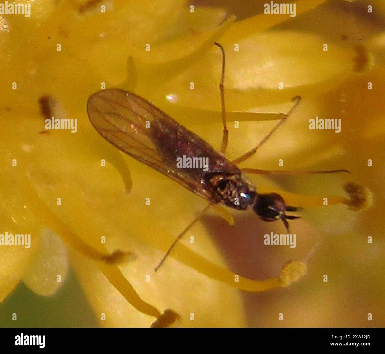 Micro Bee Flies (Mythicomyiidae) Insecta Stock Photo - Alamy