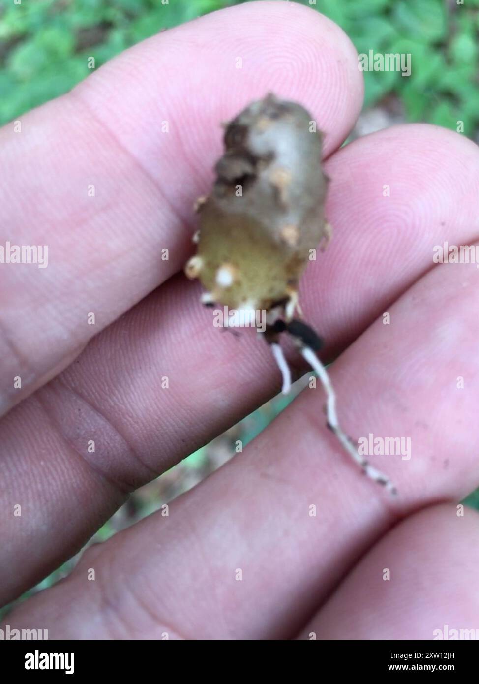 Chinese yam (Dioscorea polystachya) Plantae Stock Photo - Alamy