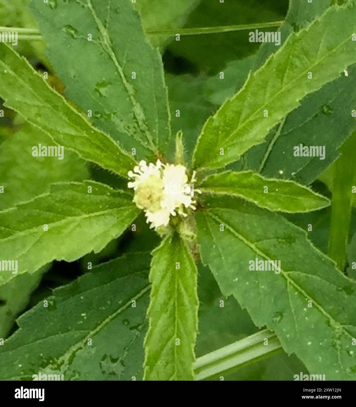 Tropic Croton (Croton glandulosus) Plantae Stock Photo - Alamy