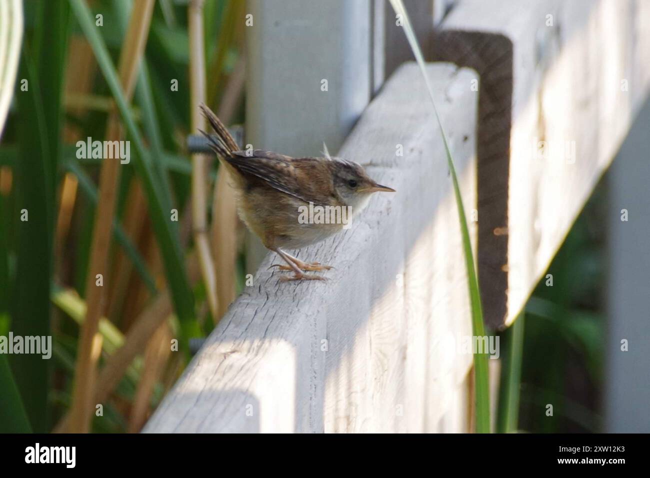 Marsh Wren (Cistothorus palustris) Aves Stock Photo - Alamy