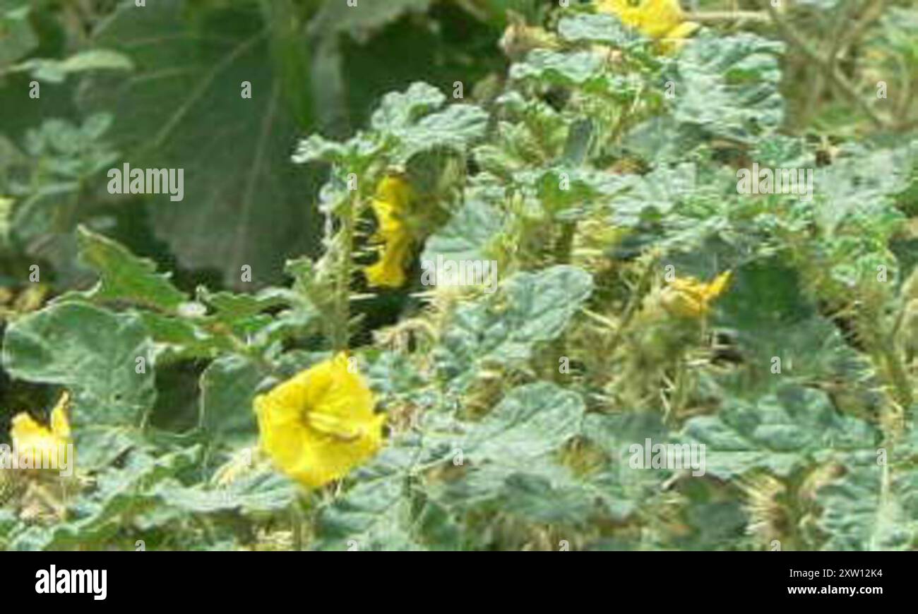 buffalo-bur (Solanum rostratum) Plantae Stock Photo - Alamy