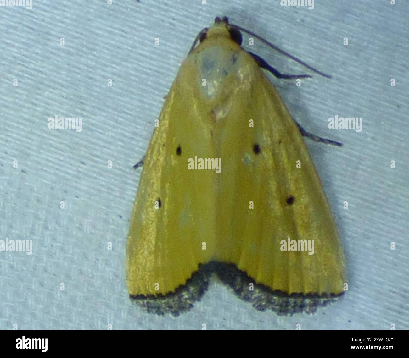 Black-bordered Lemon Moth (Marimatha nigrofimbria) Insecta Stock Photo ...