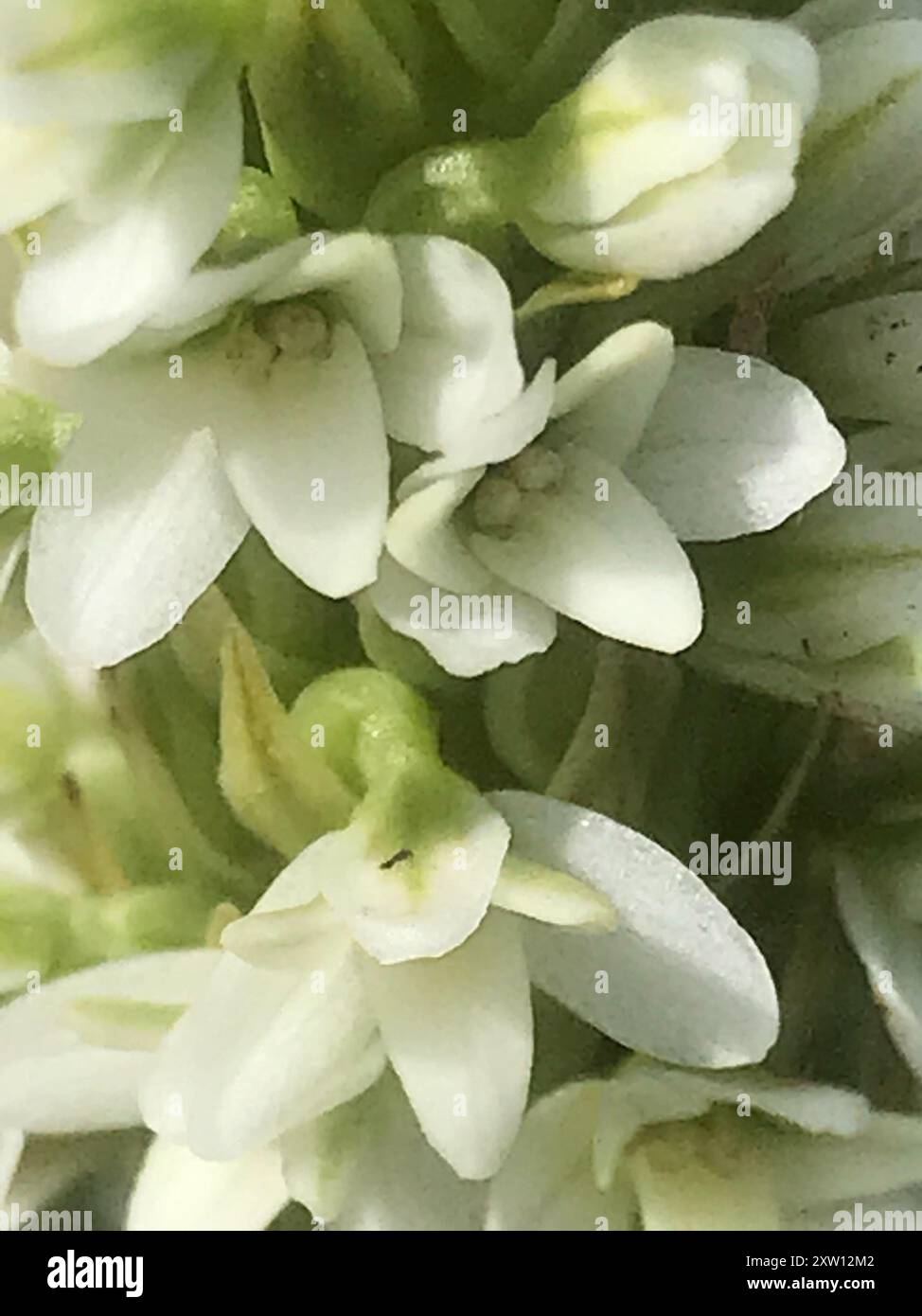 elegant piperia (Platanthera elegans elegans) Plantae Stock Photo - Alamy