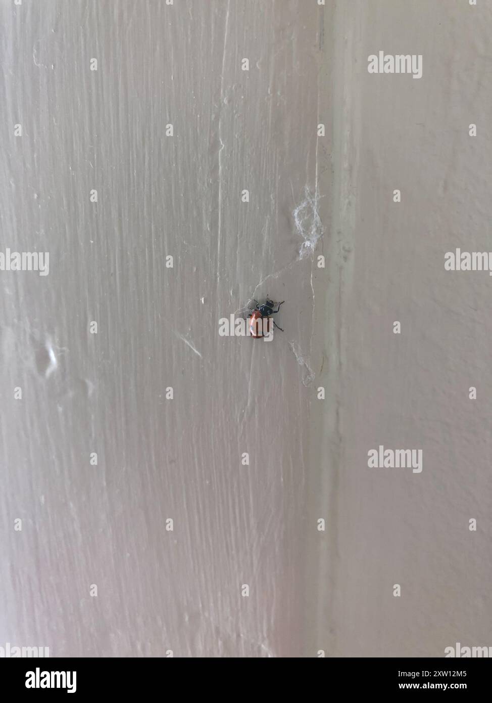 Oblong Lady Beetles (Hippodamia) Insecta Stock Photo - Alamy