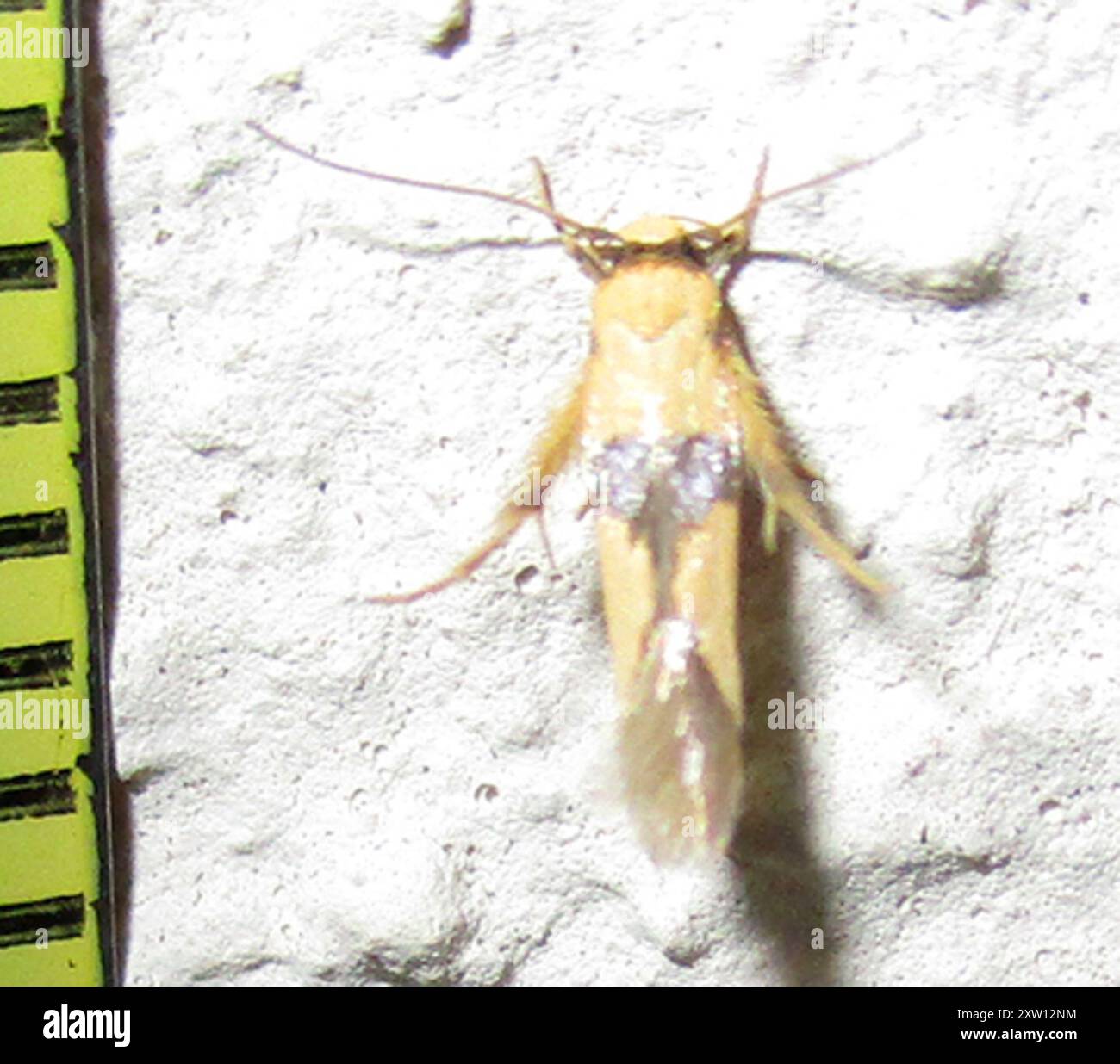 Feather-legged Moths (Stathmopodidae) Insecta Stock Photo - Alamy