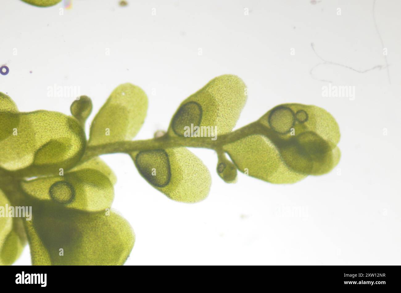 (Radula bolanderi) Plantae Stock Photo - Alamy