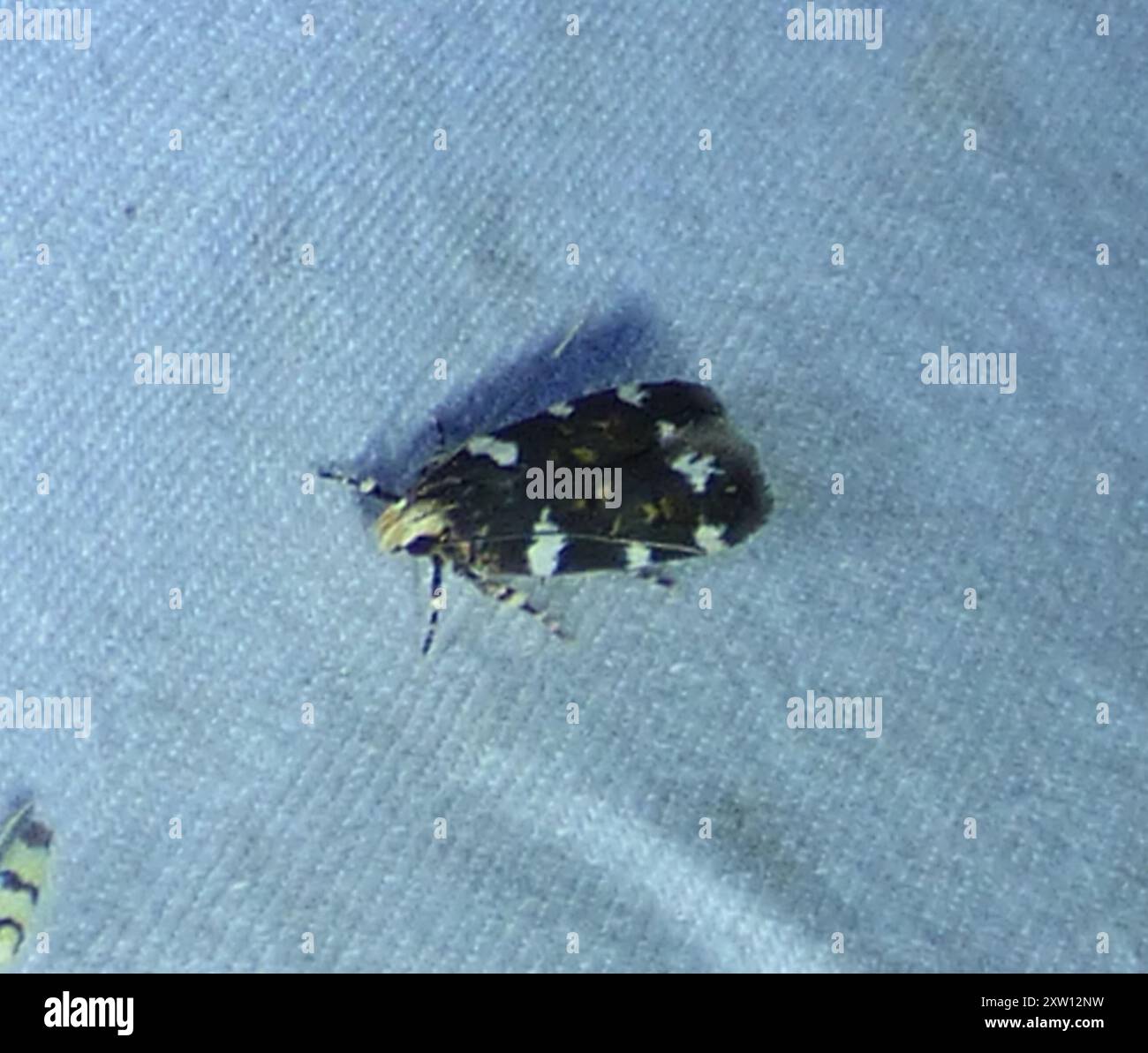 Redbud Leaffolder Moth (Fascista cercerisella) Insecta Stock Photo - Alamy