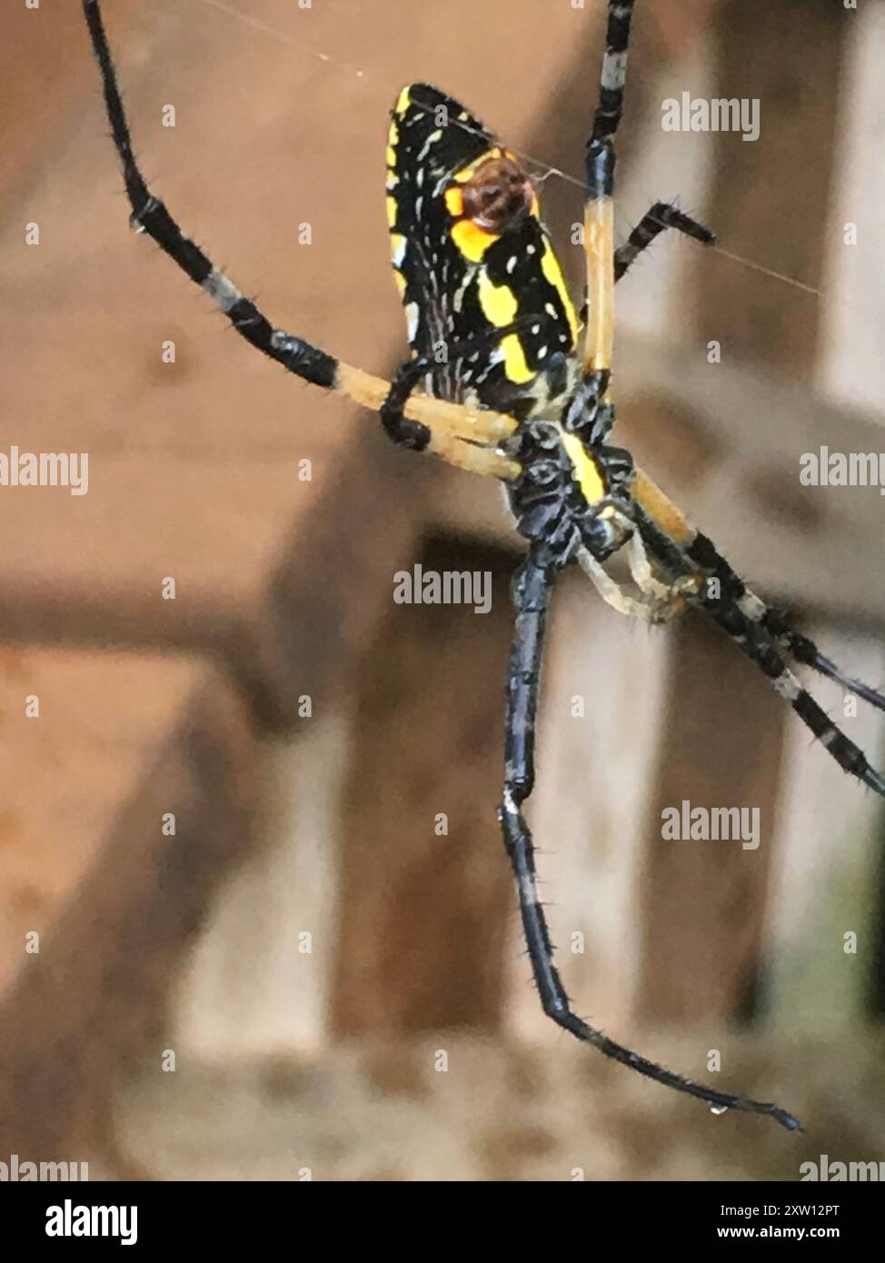 Yellow Garden Spider (Argiope aurantia) Arachnida Stock Photo - Alamy
