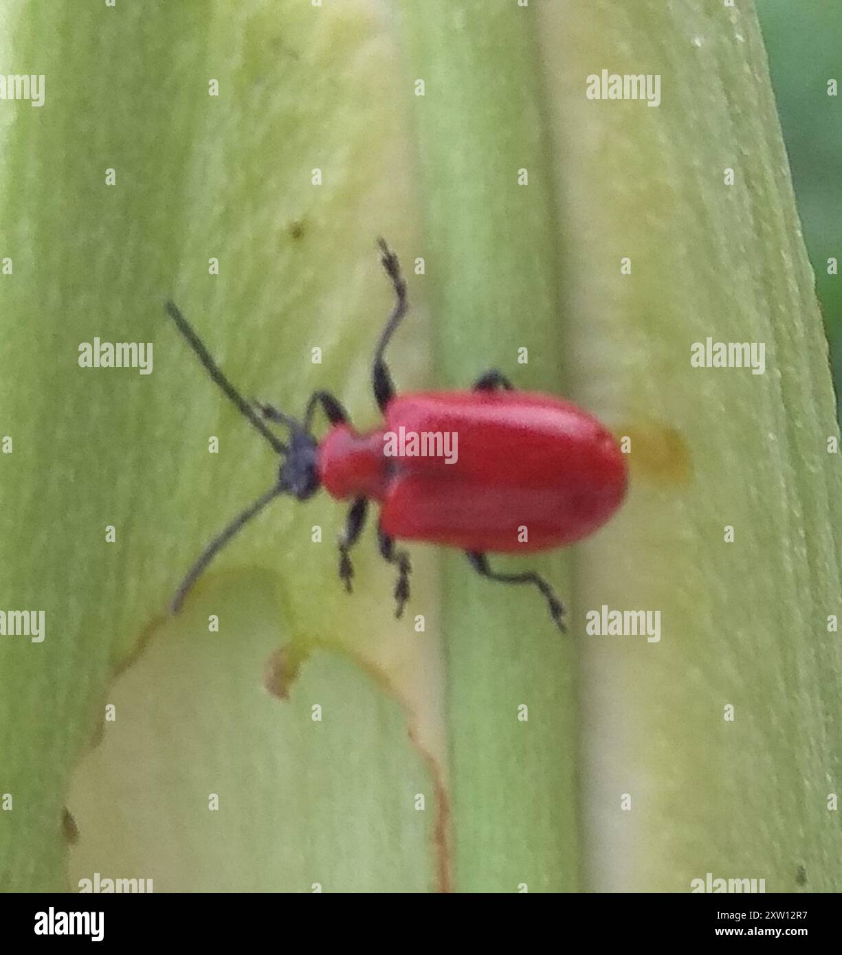 Lily Leaf Beetle (Lilioceris lilii) Insecta Stock Photo - Alamy