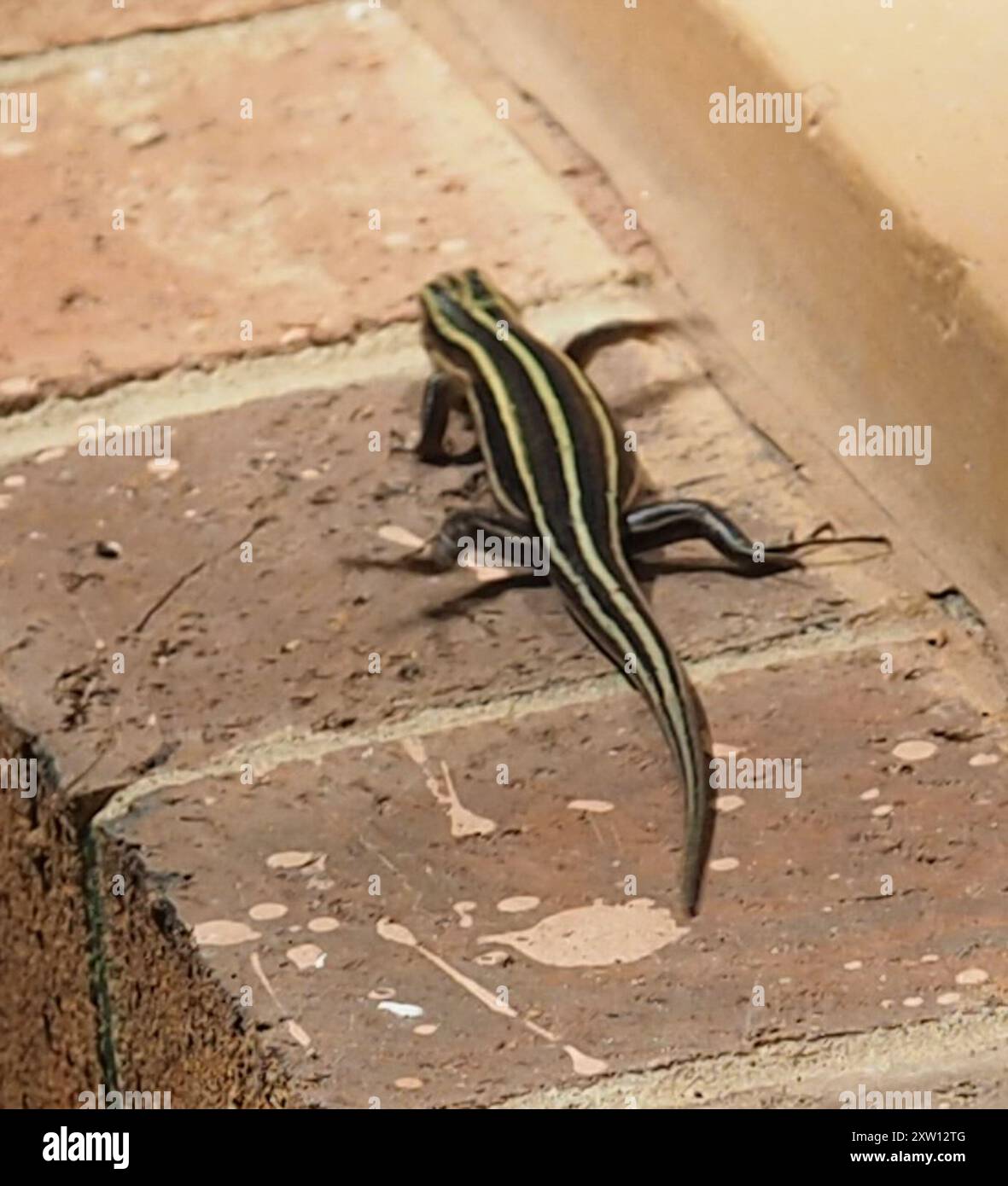 Common Five-lined Skink (Plestiodon fasciatus) Reptilia Stock Photo - Alamy