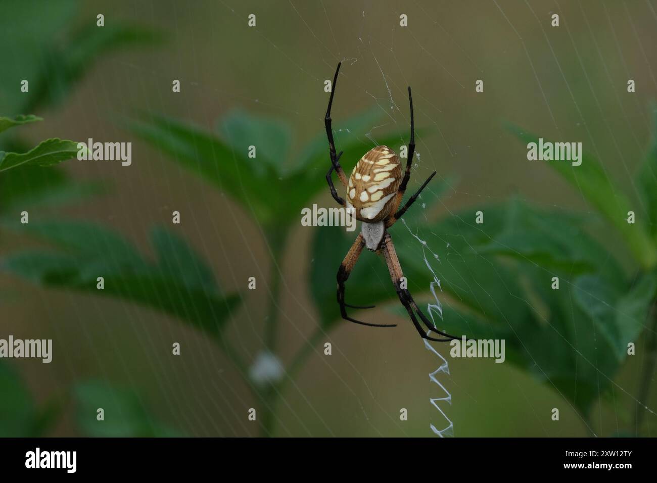 Yellow Garden Spider (Argiope aurantia) Arachnida Stock Photo - Alamy
