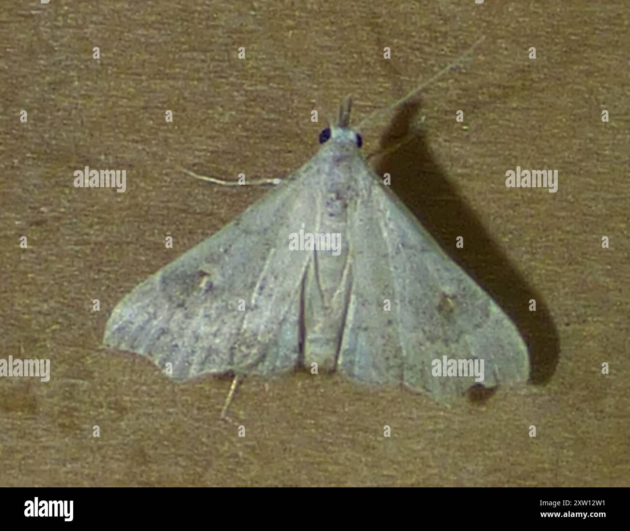Pygmy Redectis Moth (Redectis pygmaea) Insecta Stock Photo - Alamy