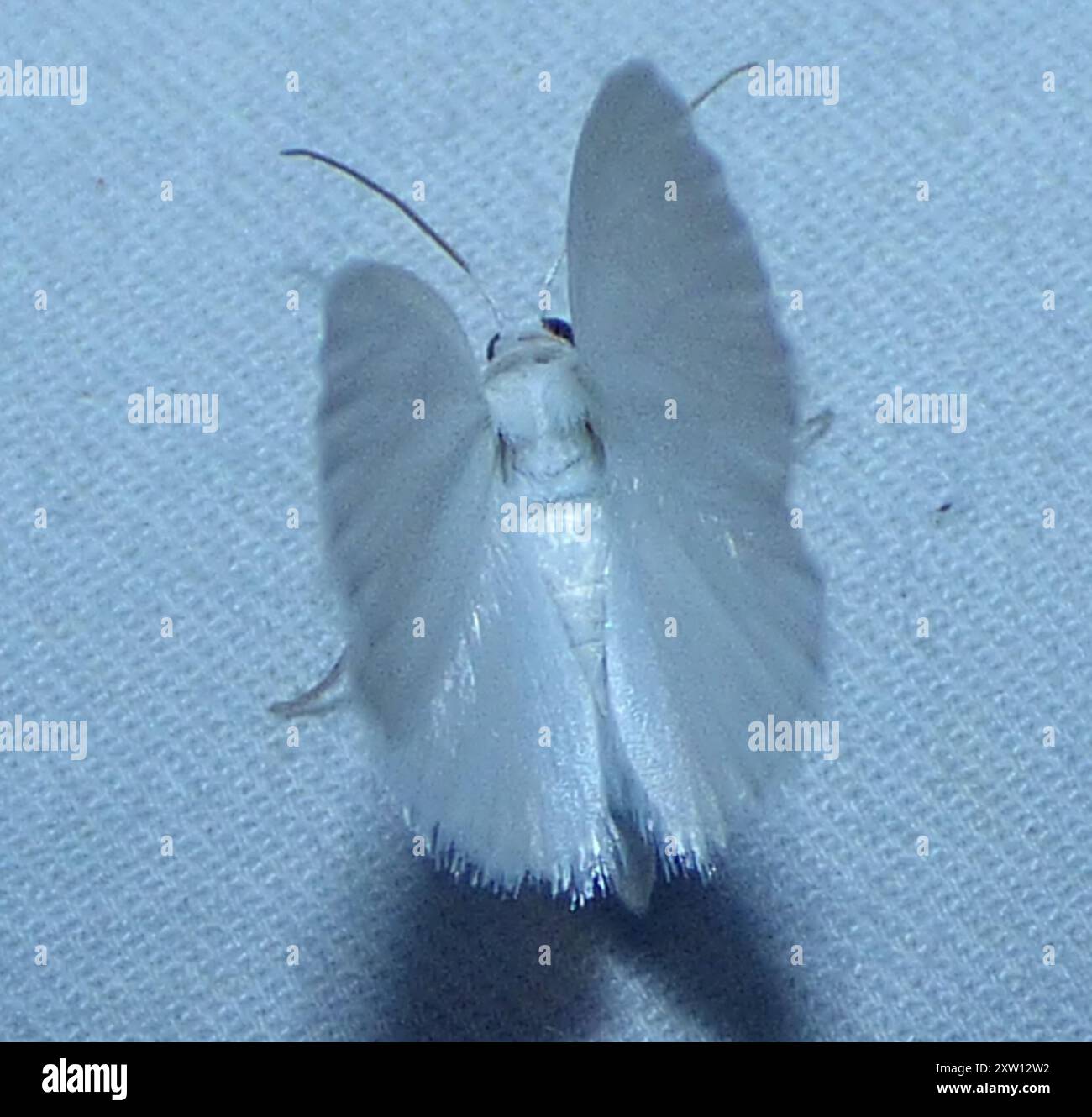 White Spring Moth (Lomographa vestaliata) Insecta Stock Photo - Alamy