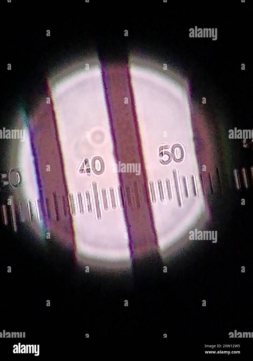 (Xylodon flaviporus) Fungi Stock Photo - Alamy