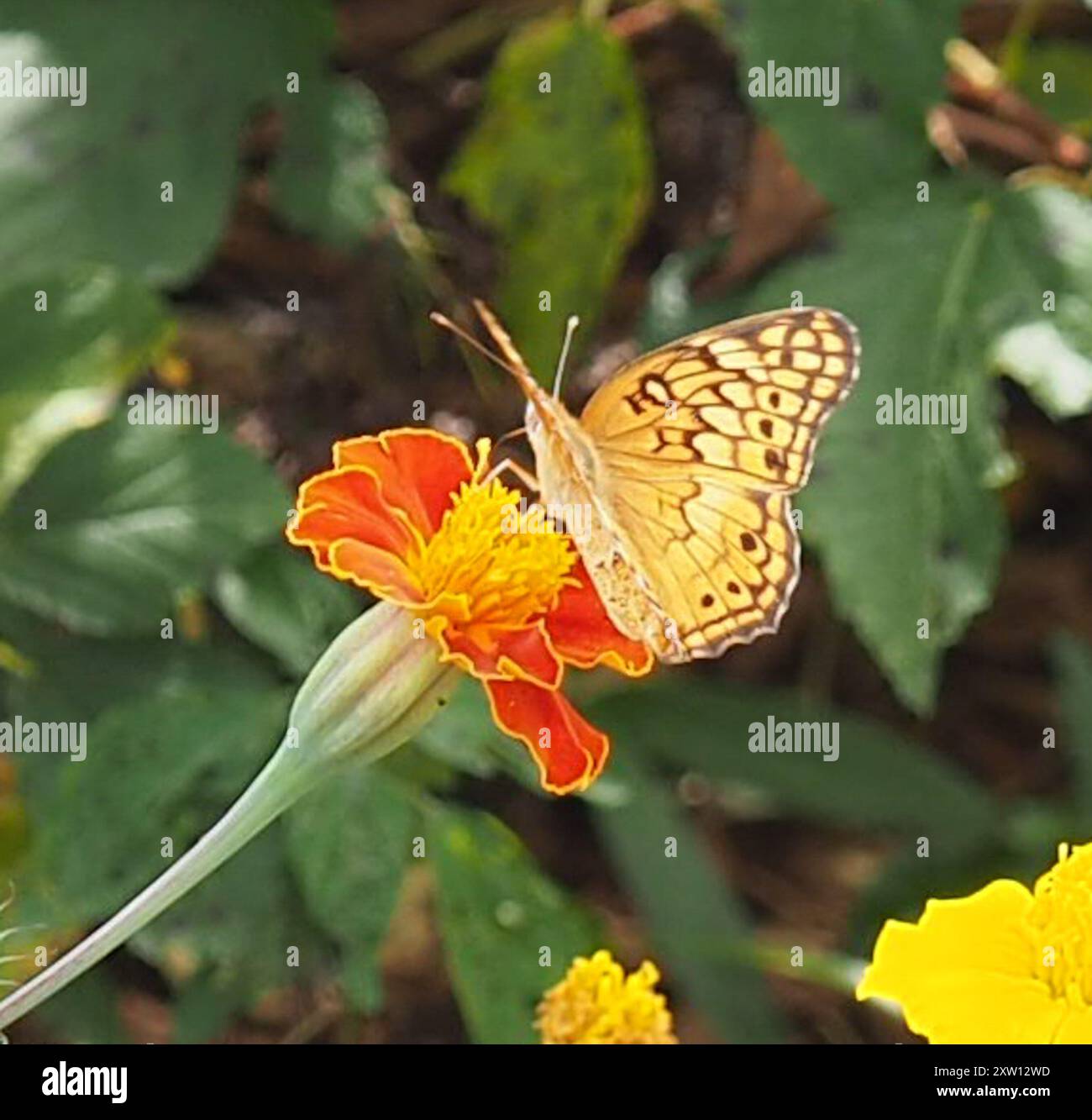 Variegated Fritillary (Euptoieta claudia) Insecta Stock Photo - Alamy