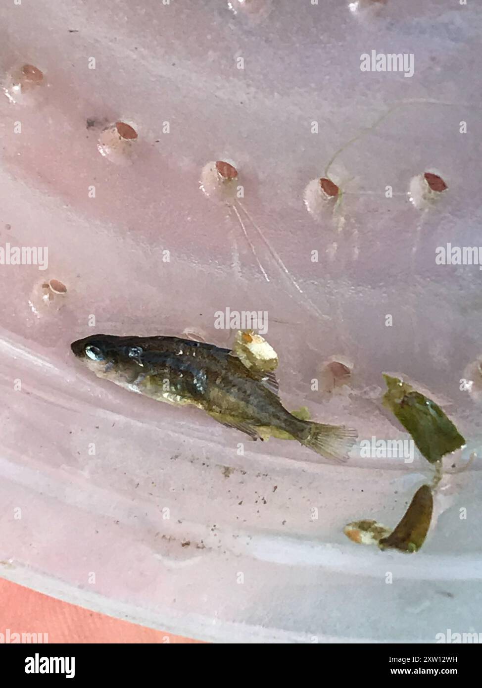 Brook Stickleback (Culaea inconstans) Actinopterygii Stock Photo - Alamy