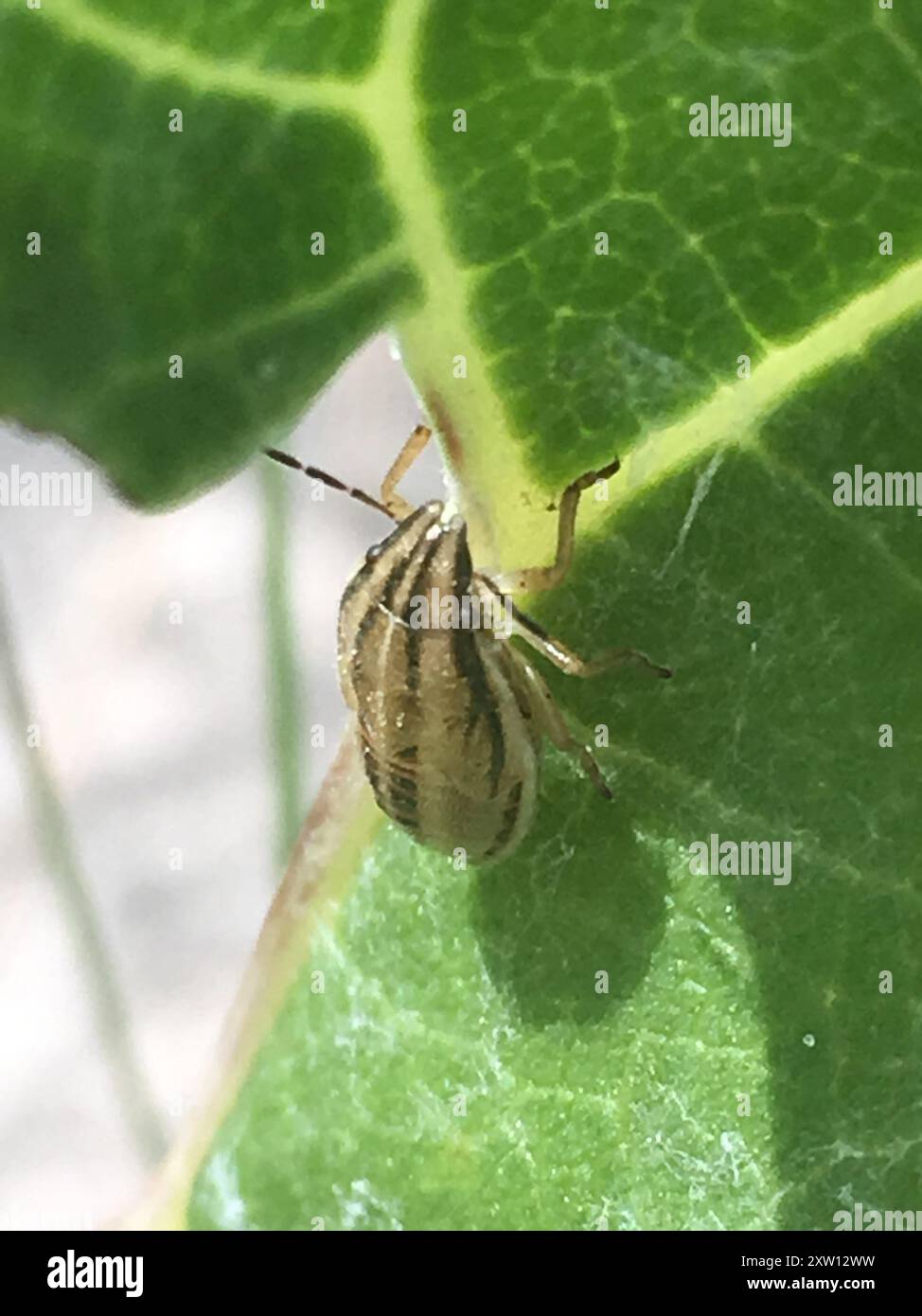 Bishop's Mitre Shield Bug (Aelia acuminata) Insecta Stock Photo - Alamy