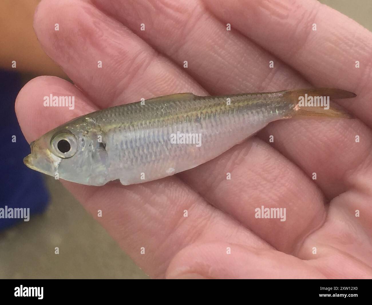 Scaled Sardine (Harengula jaguana) Actinopterygii Stock Photo - Alamy