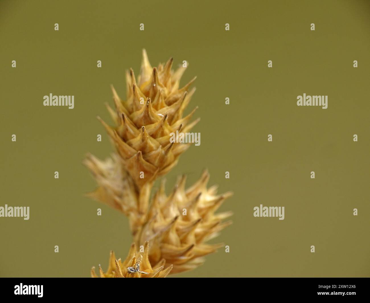 Shortbeak Sedge (Carex brevior) Plantae Stock Photo - Alamy