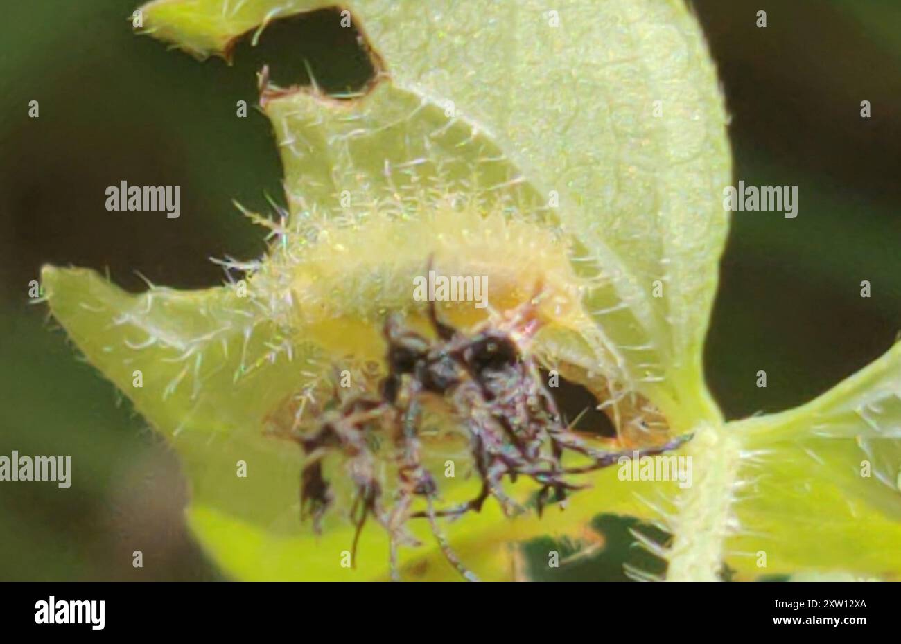 Mottled Tortoise Beetle (Deloyala guttata) Insecta Stock Photo - Alamy