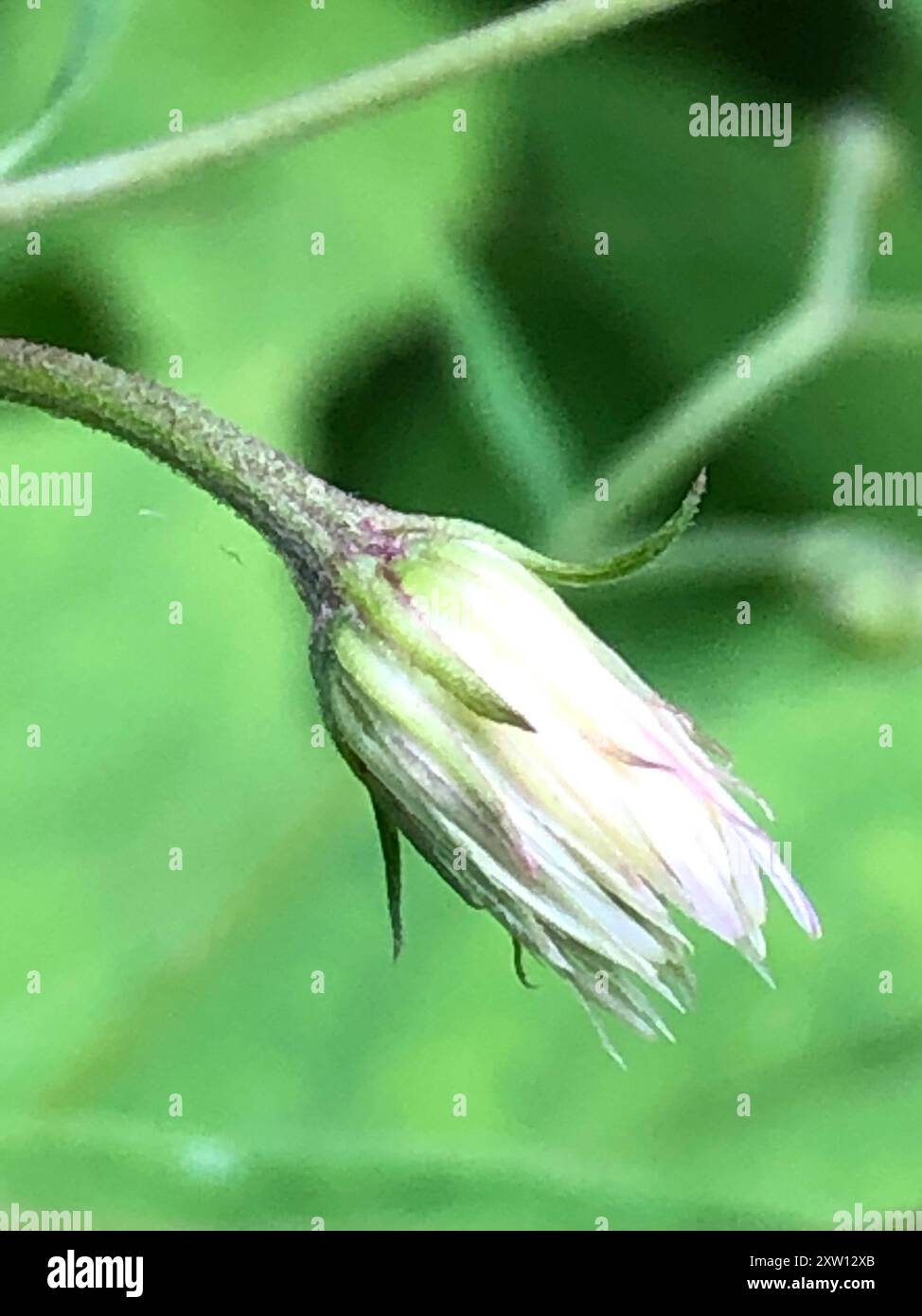 whorled wood aster (Oclemena acuminata) Plantae Stock Photo - Alamy