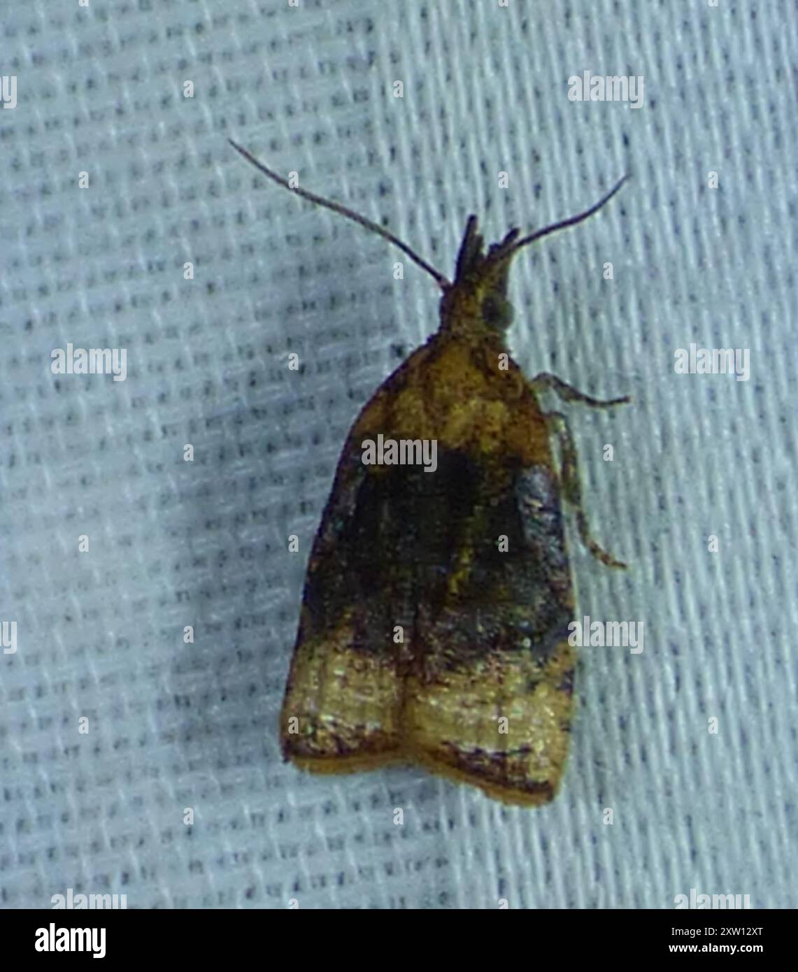 Black-shaded Platynota Moth (Platynota flavedana) Insecta Stock Photo ...